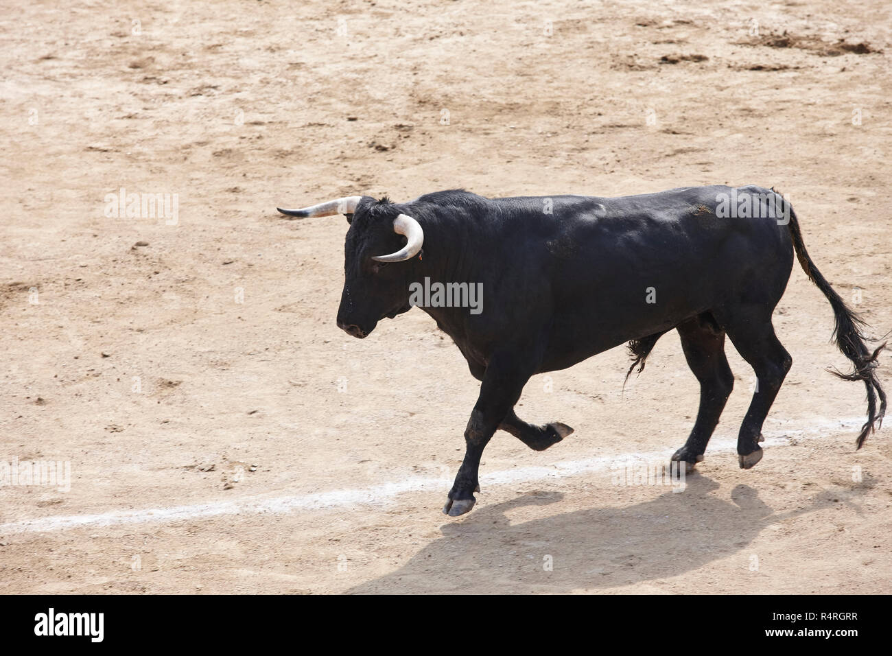 Fighting bull in the arena. Bullring. Toro bravo. Spain. Horizontal ...