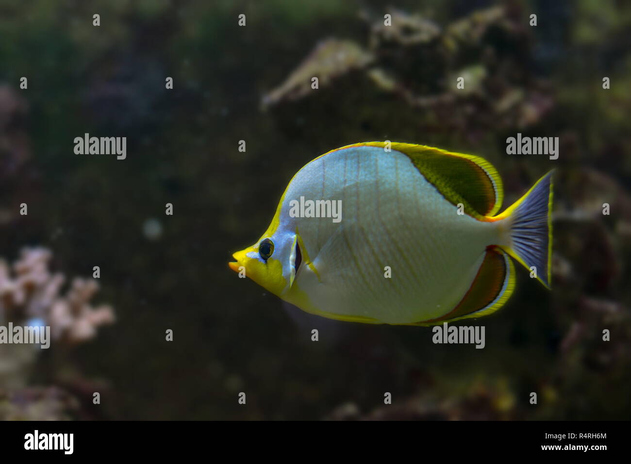 colorful pacific dwellers Stock Photo - Alamy