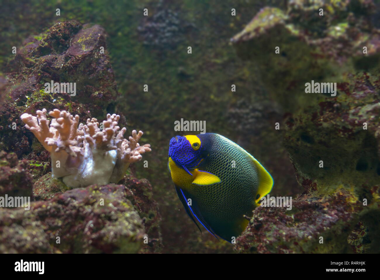 colorful pacific dwellers Stock Photo - Alamy