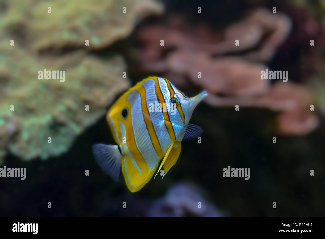 colorful pacific dwellers Stock Photo - Alamy