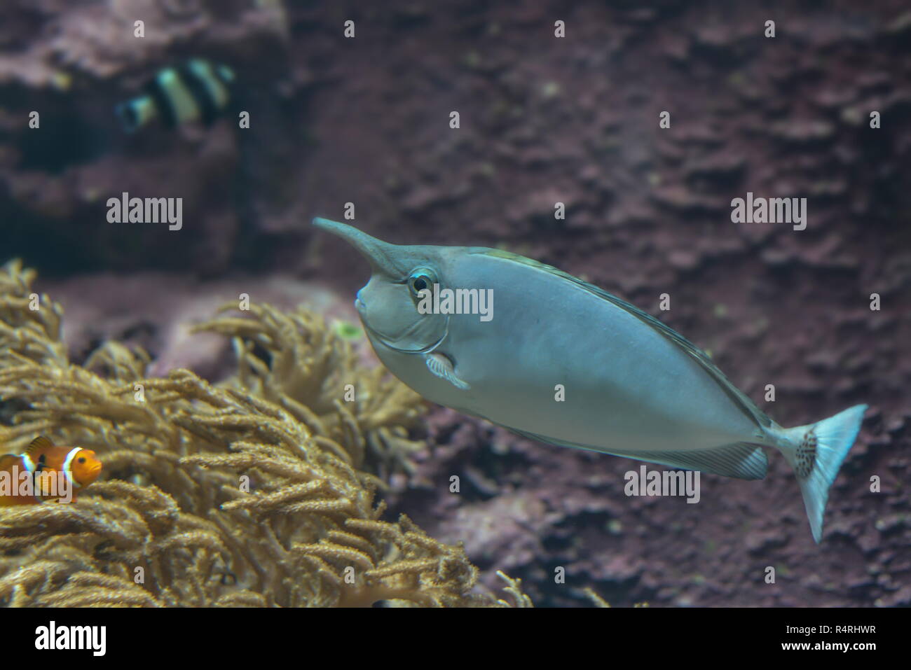 colorful pacific dwellers Stock Photo - Alamy