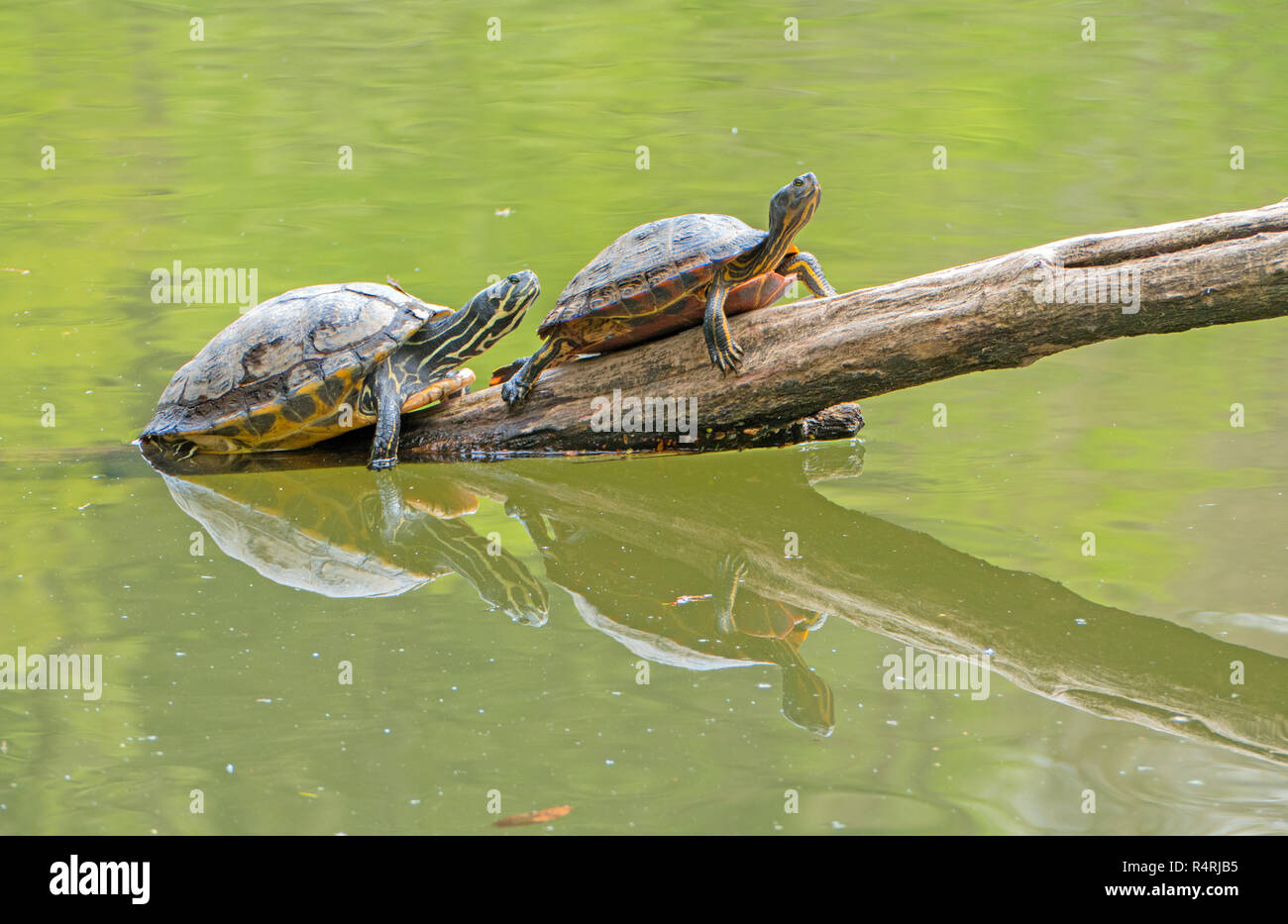 yellow-bellied turtles on deadwood in the pond Stock Photo - Alamy