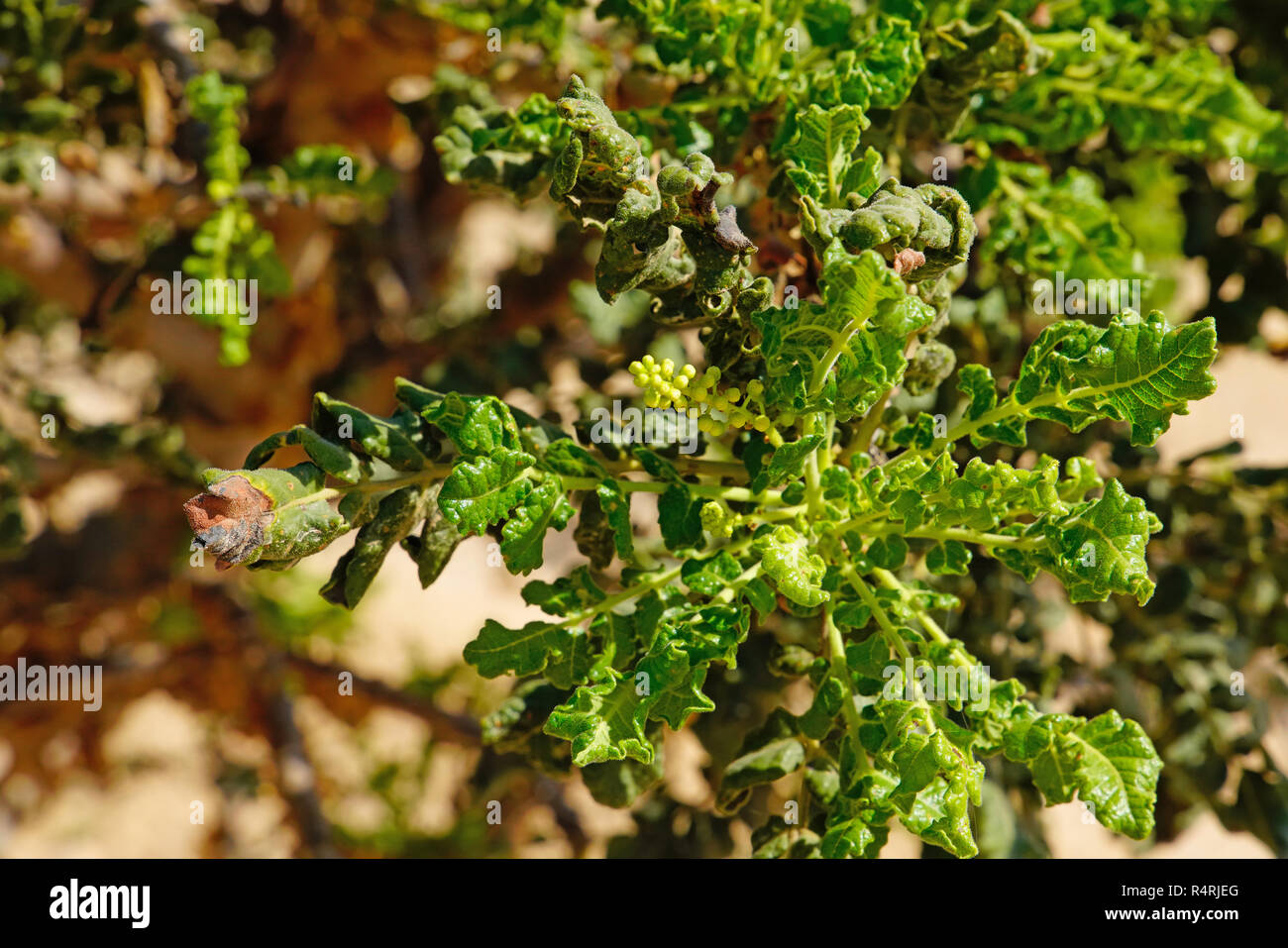 Frankincense plant oman hi-res stock photography and images - Alamy