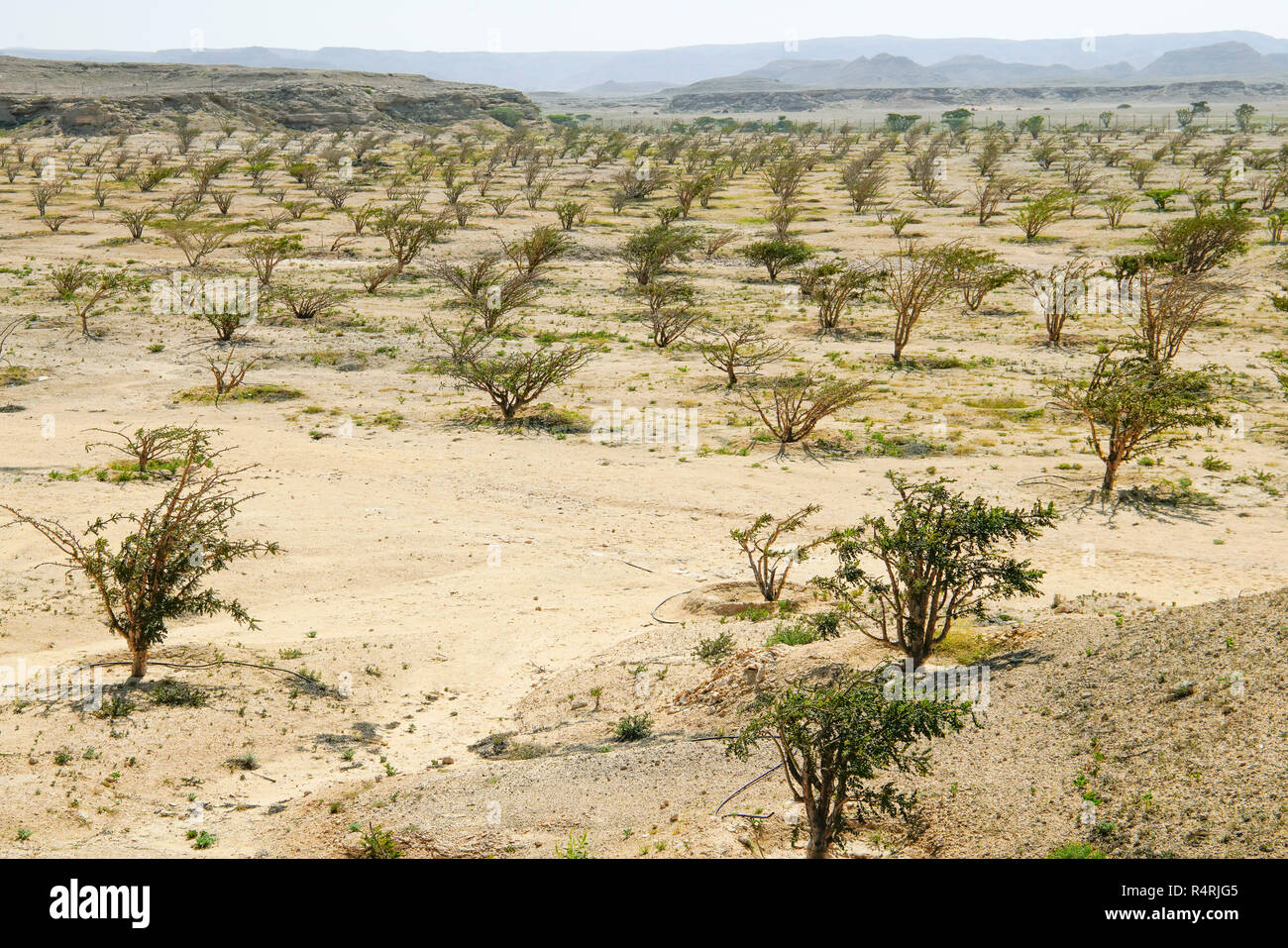Frankincense tree hi-res stock photography and images - Alamy