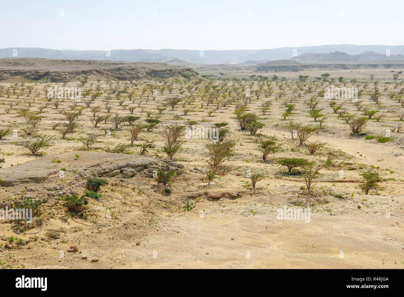 Frankincense tree (boswellia sacra) plantation in Wadi Dawkah, Salalah ...