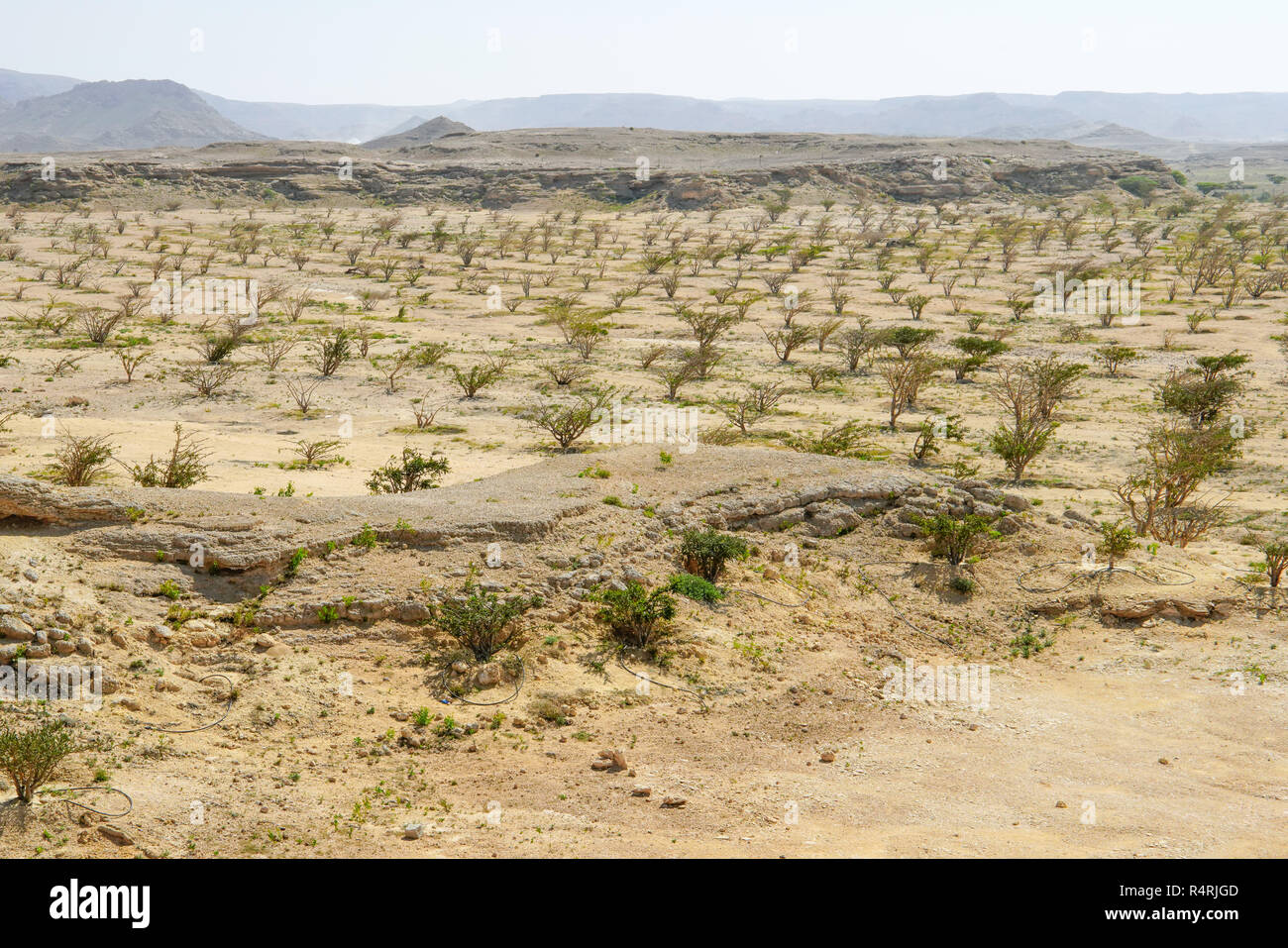 Frankincense tree (boswellia sacra) plantation in Wadi Dawkah, Salalah ...
