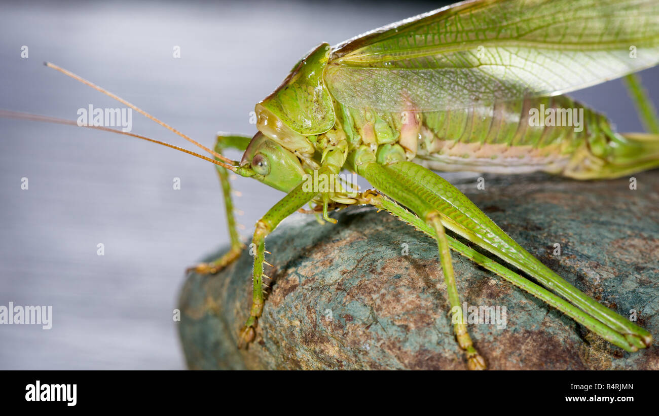 Grasshopper resting on a stone and cleaning its feet Stock Photo - Alamy
