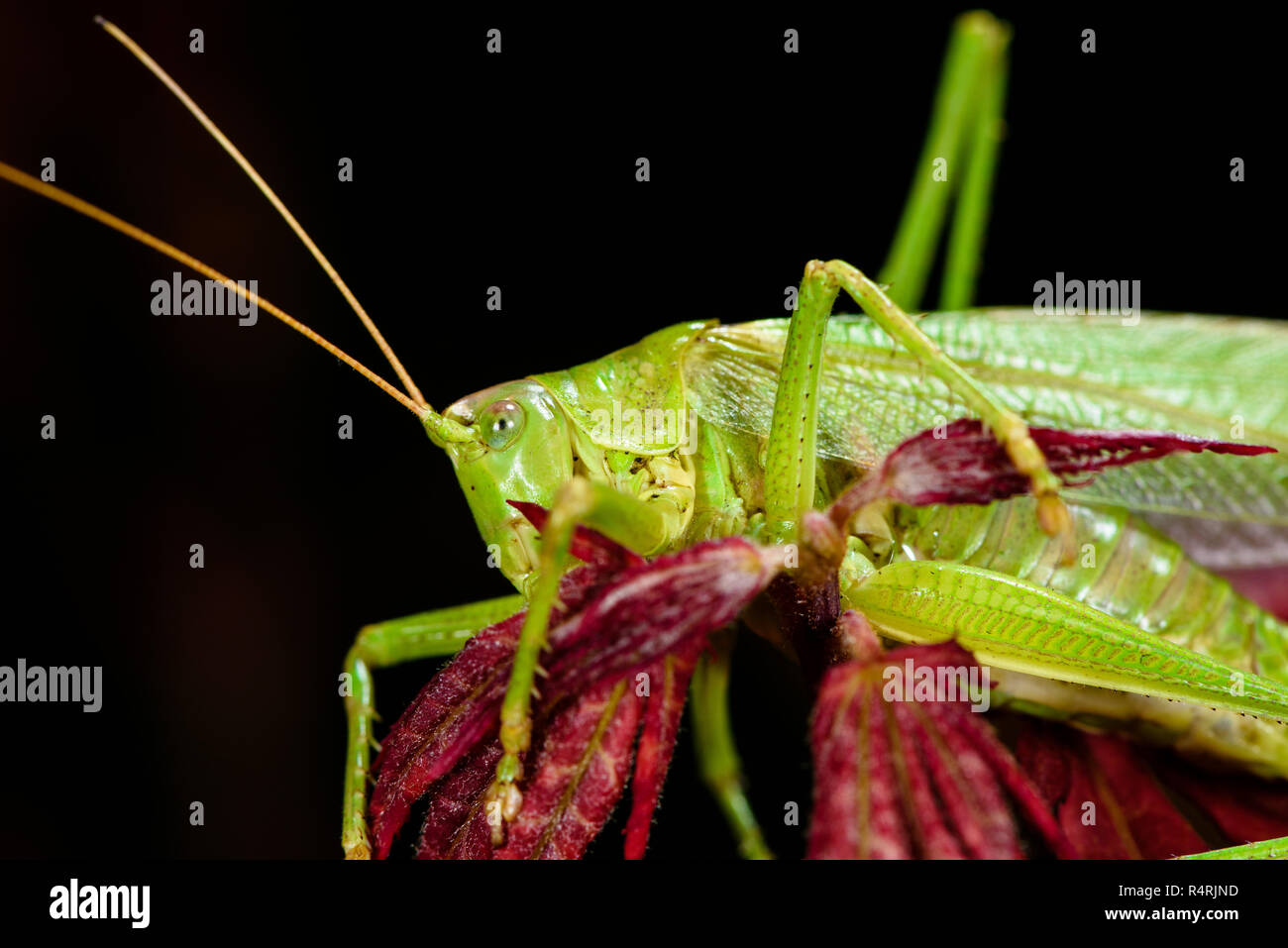 Green grasshopper sleeping at night on red maple tree Stock Photo - Alamy