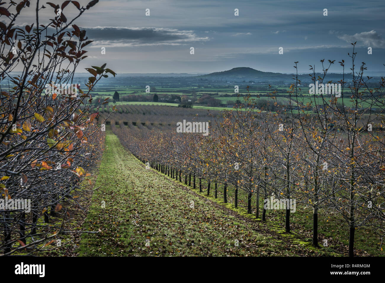 Cider Apple Orchard, Late Autumn, Somerset October 2018 Stock Photo - Alamy