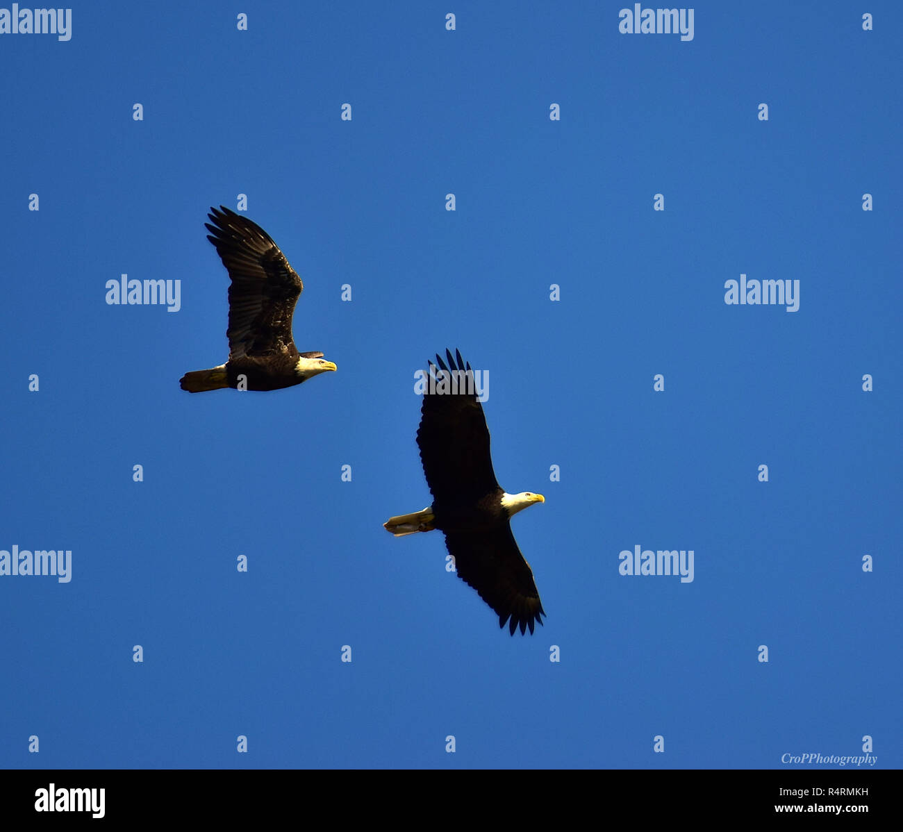 Two bald eagles in flight hi-res stock photography and images - Alamy