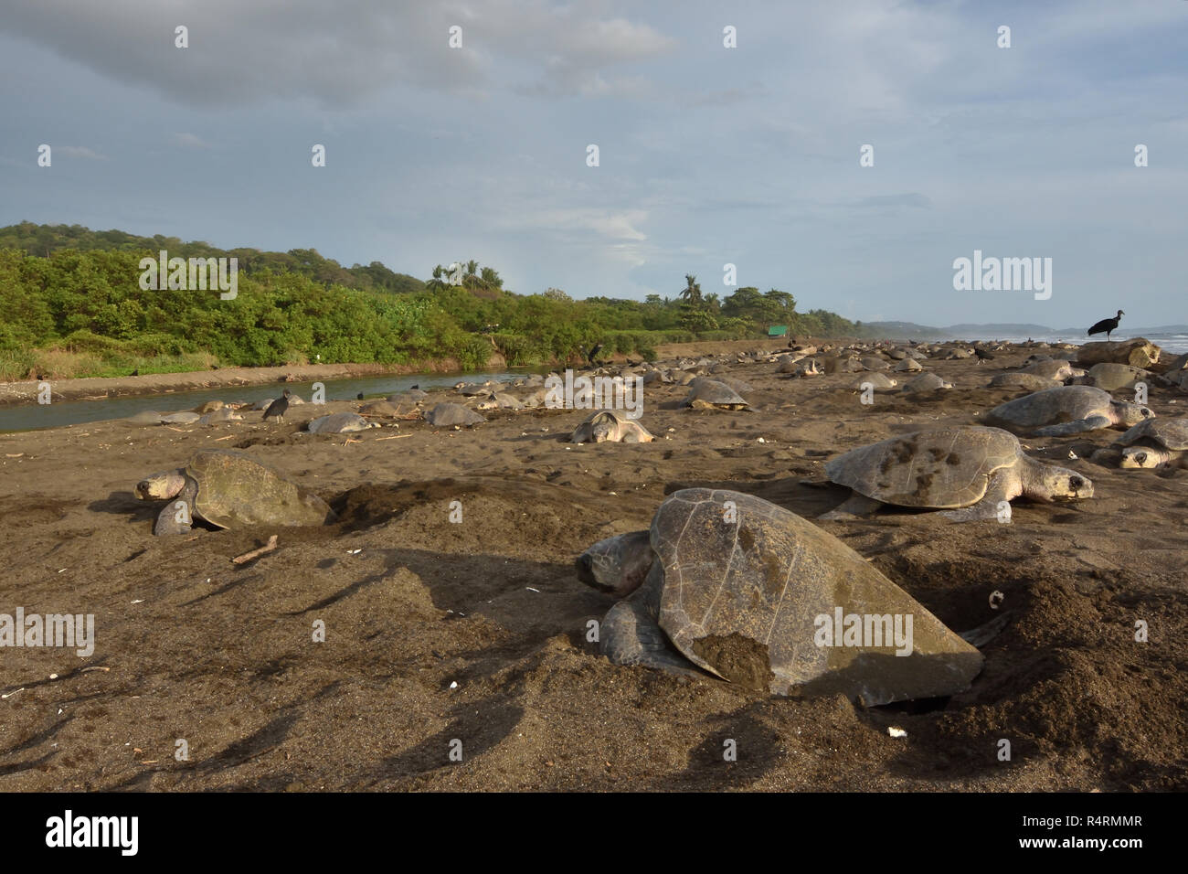 A Massive turtles nesting of Olive Ridley sea turtles in Ostional beach ...