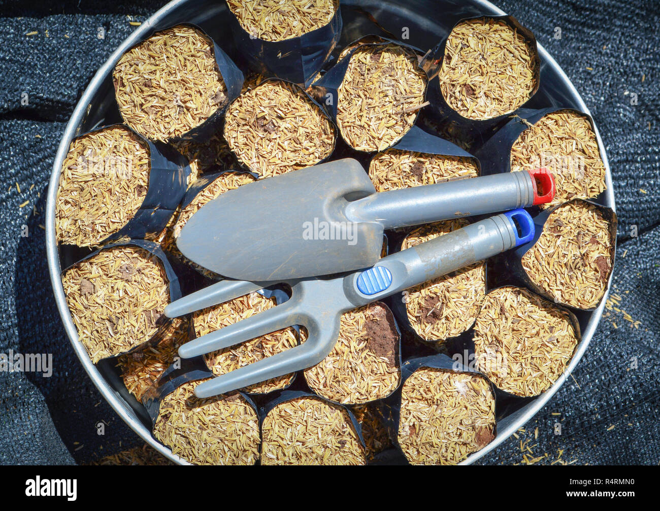 Rice plant nursery hi-res stock photography and images - Alamy