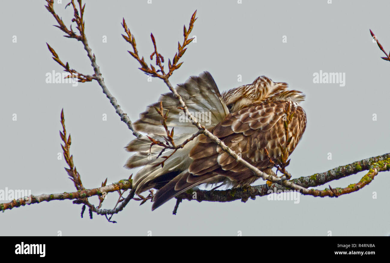 Female Rough Legged Hawk High Resolution Stock Photography and Images ...
