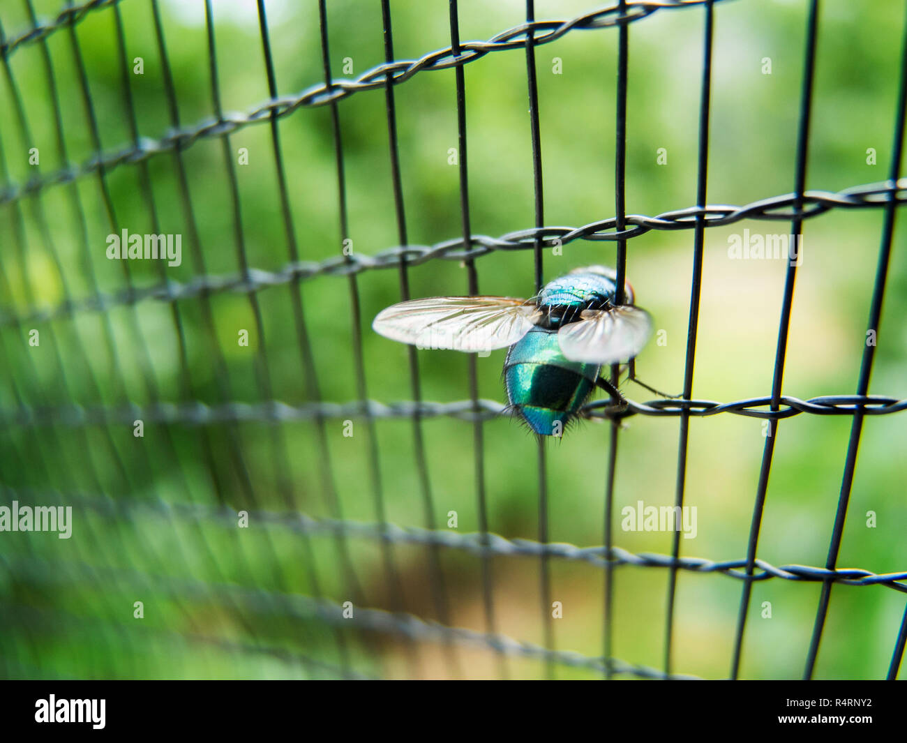 fly in the fence Stock Photo - Alamy