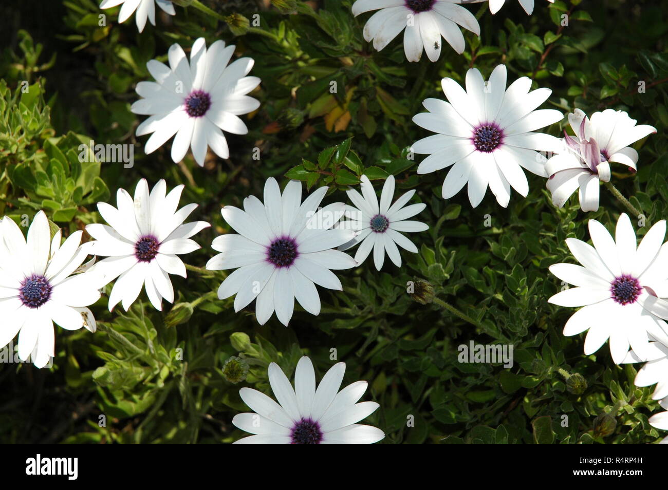 Magarite hi-res stock photography and images - Alamy