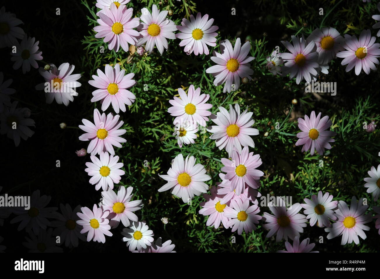 Magarite hi-res stock photography and images - Alamy