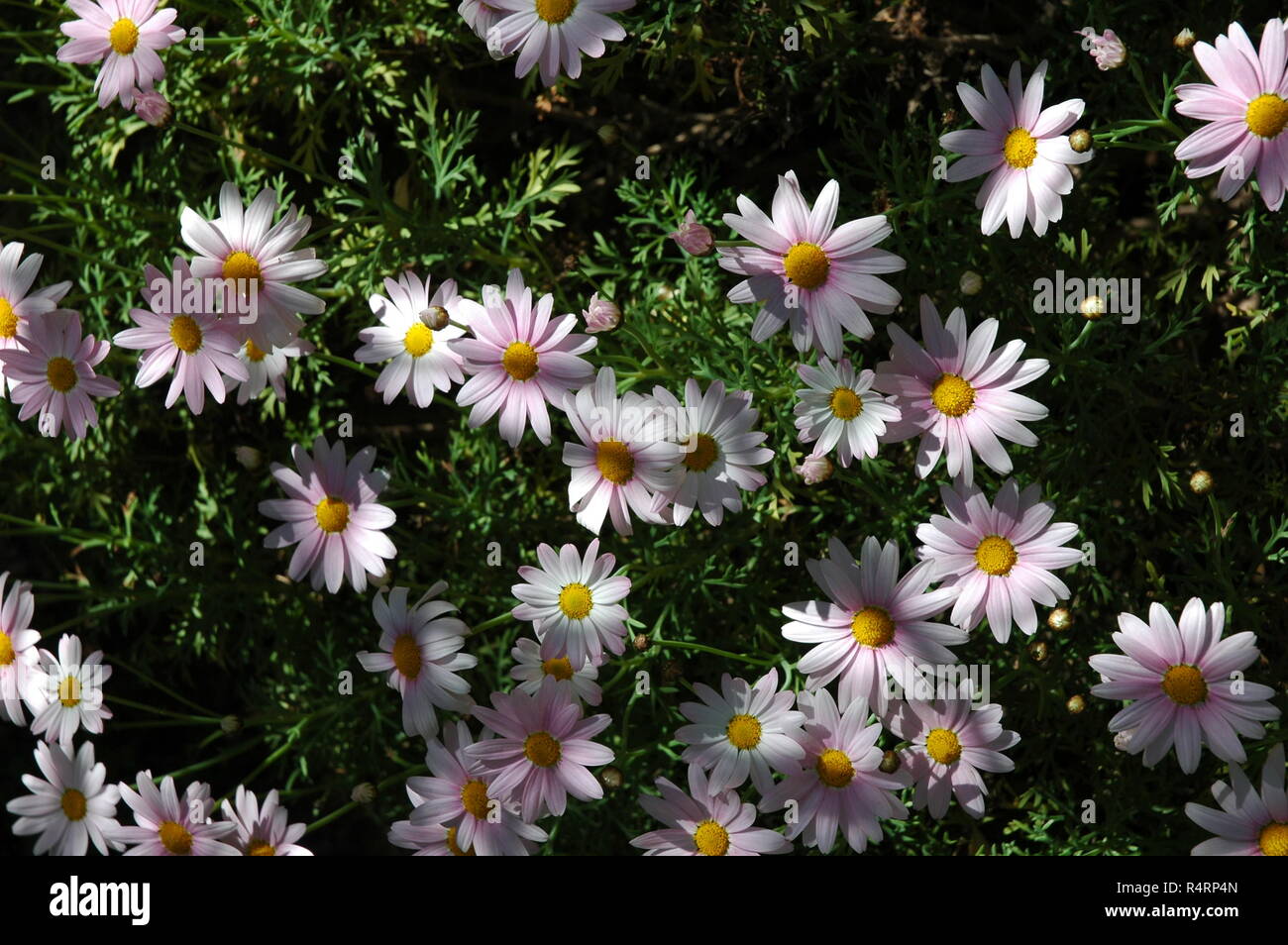 Magariten hi-res stock photography and images - Alamy