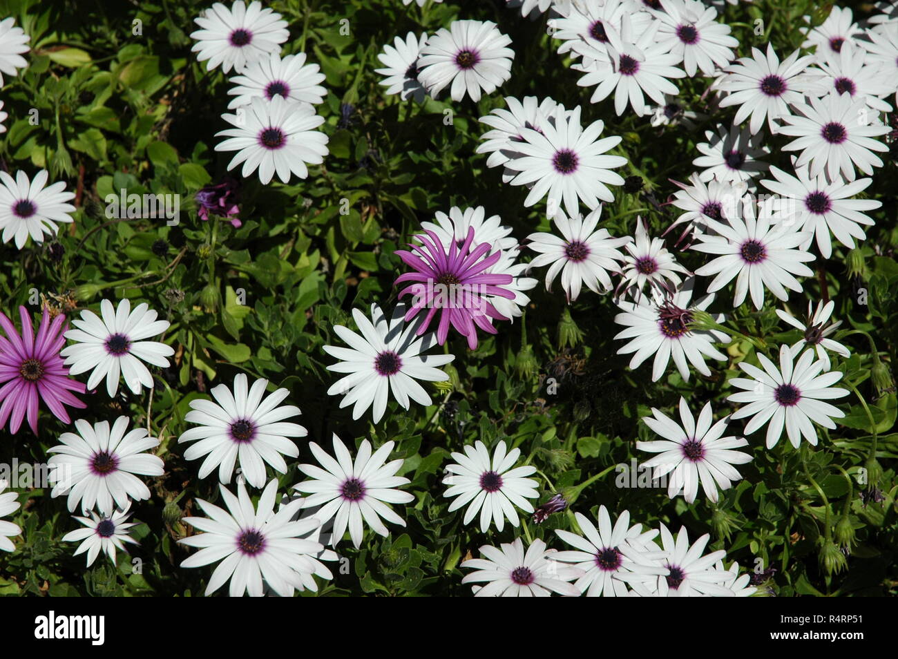 Magariten hi-res stock photography and images - Alamy