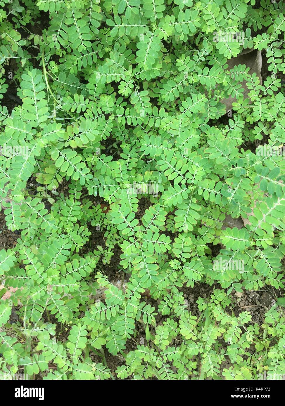 Phyllanthus urinaria plant growing in hi-res stock photography and ...