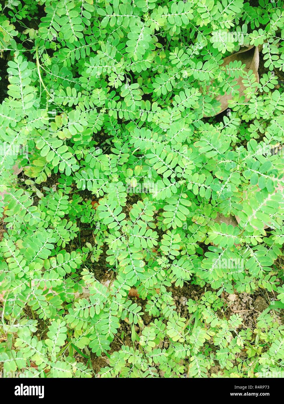 Phyllanthaceae family hi-res stock photography and images - Alamy