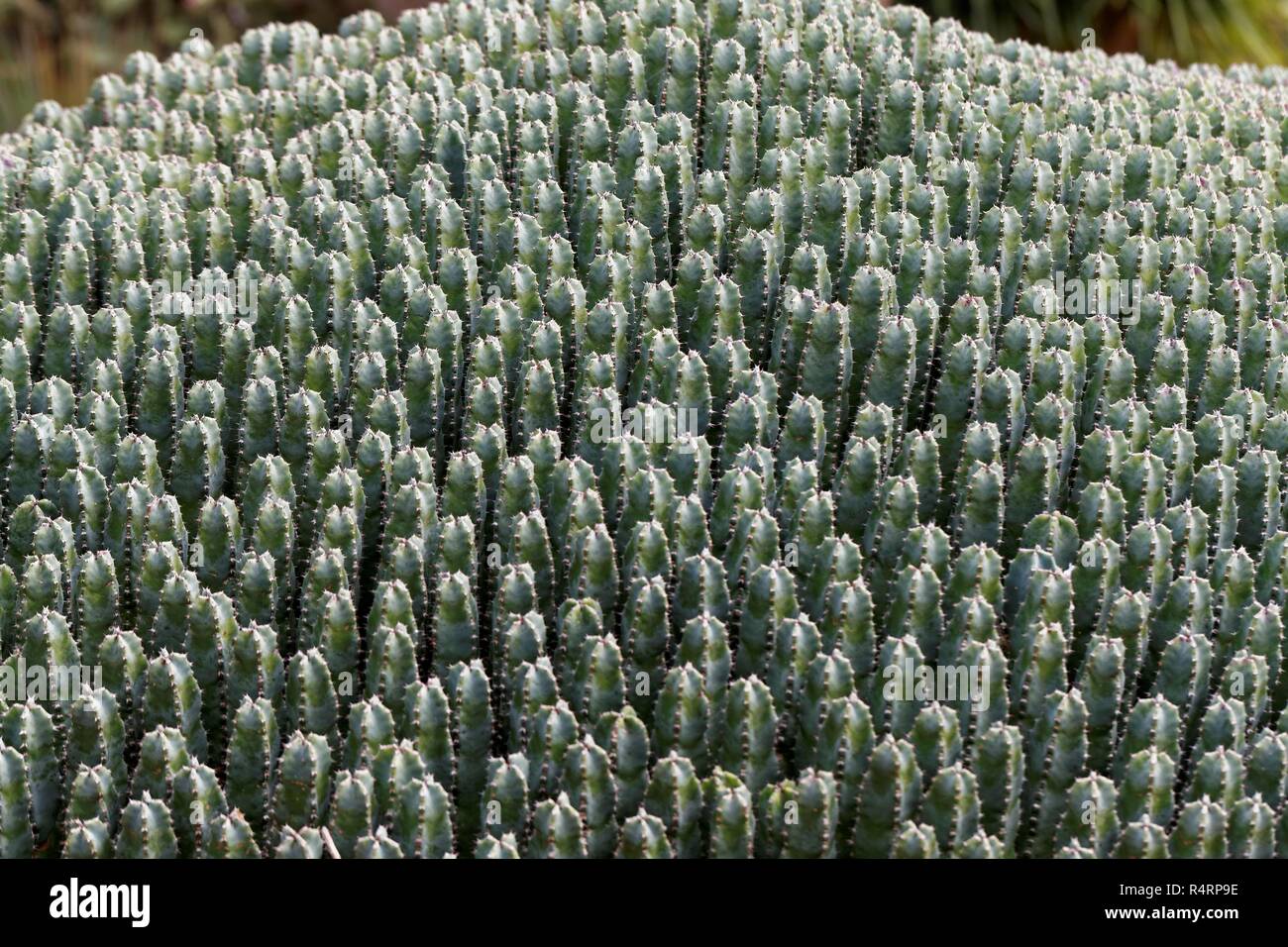 Maghrebian hi-res stock photography and images - Alamy