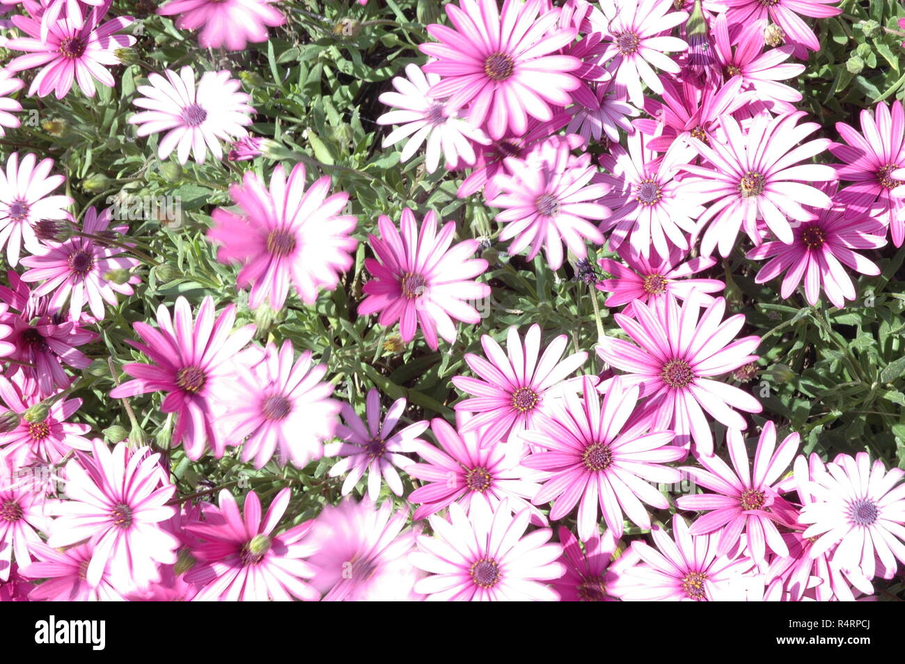 Magarite hi-res stock photography and images - Alamy