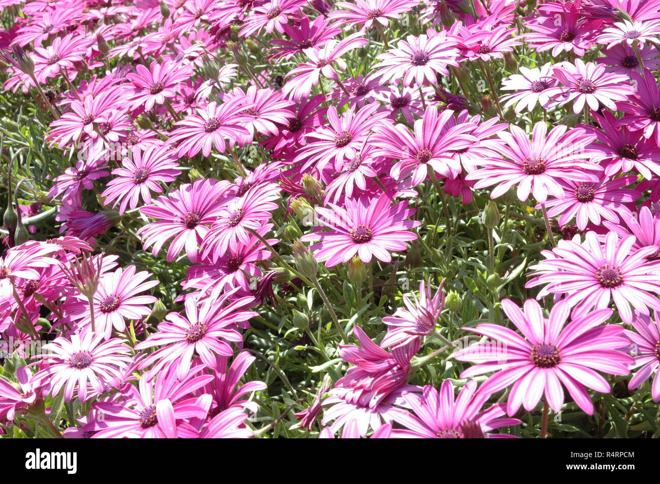 Magariten hi-res stock photography and images - Alamy