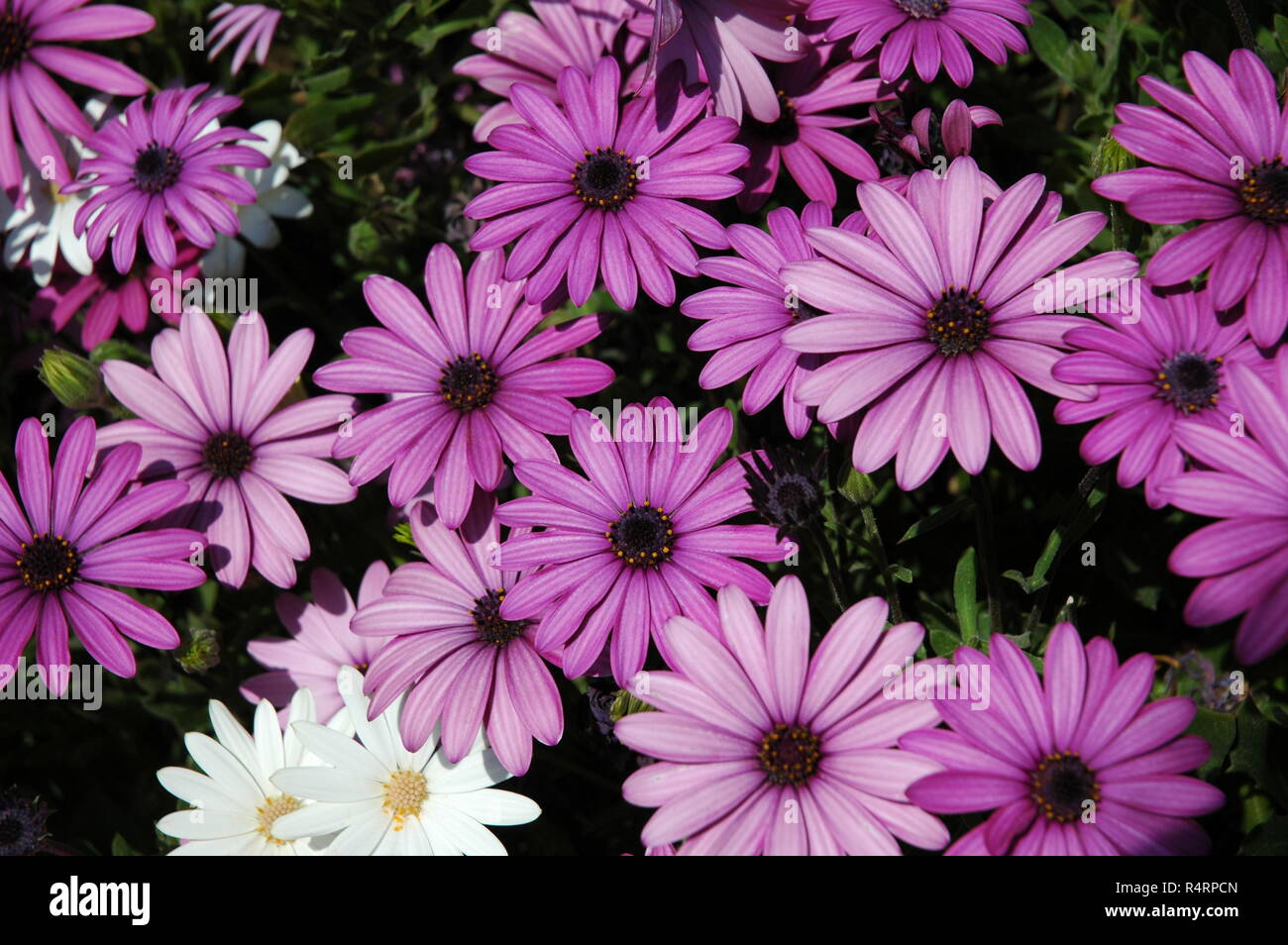 Magarite hi-res stock photography and images - Alamy