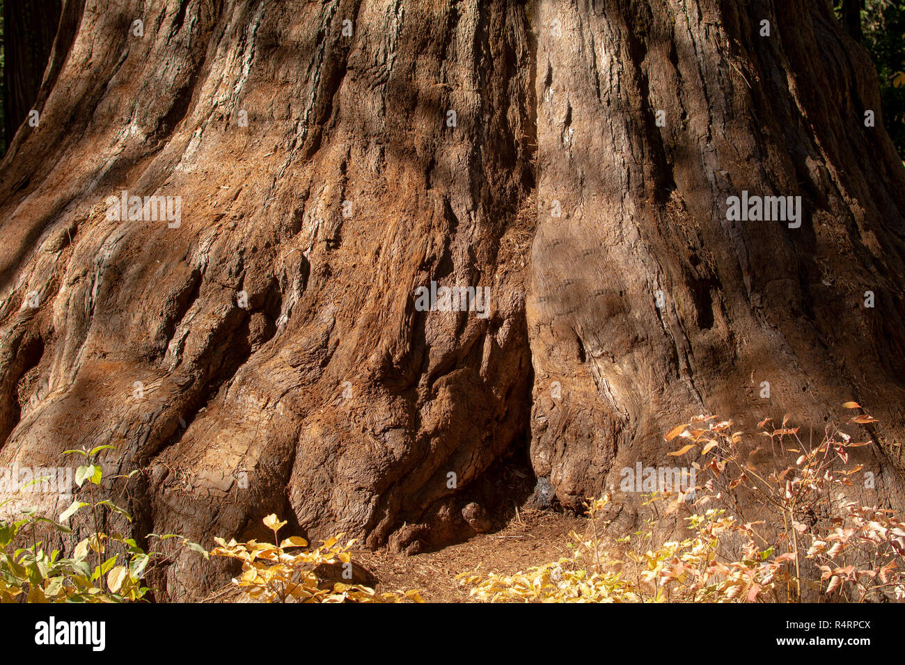 The bark of a giant sequoia, Sequoia sempervirens, close to the ground ...