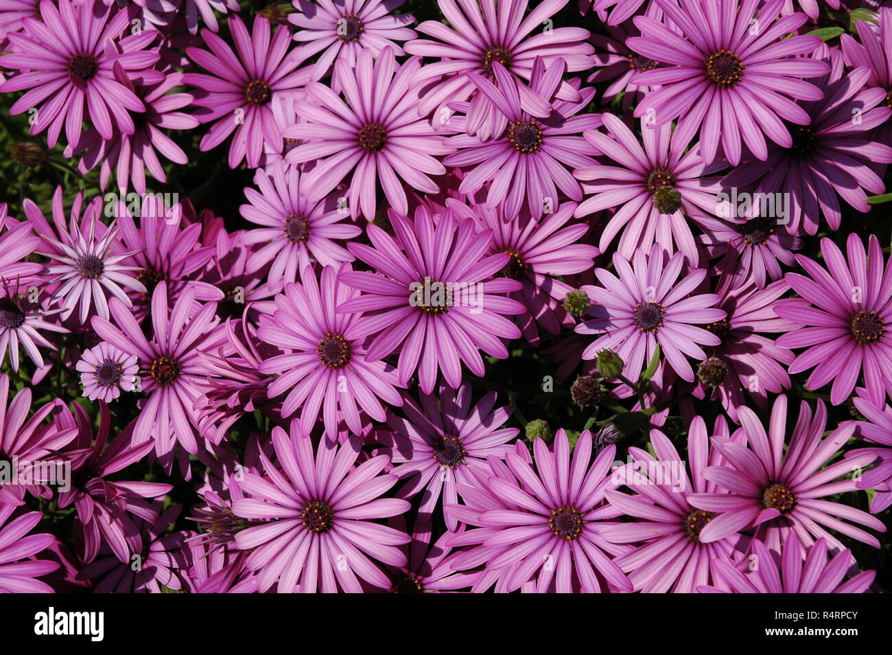 Magarite hi-res stock photography and images - Alamy