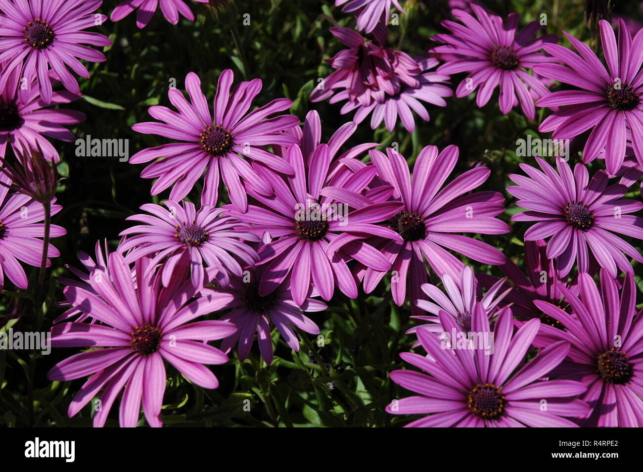 Magariten hi-res stock photography and images - Alamy
