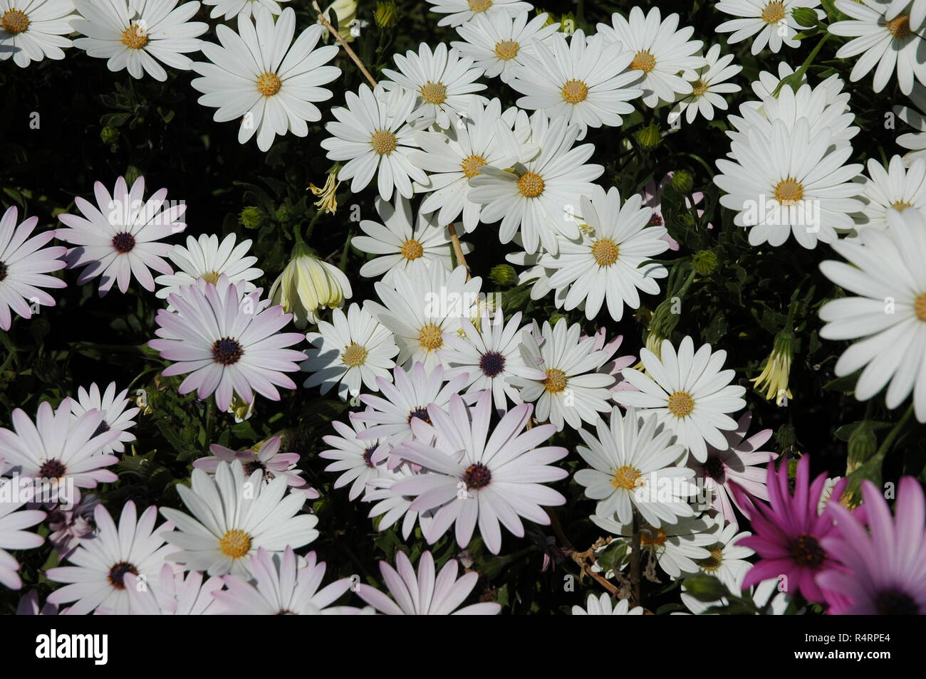 Magarite hi-res stock photography and images - Alamy