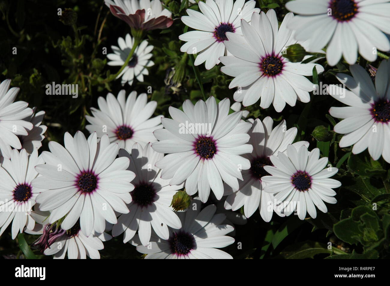 Magarite hi-res stock photography and images - Alamy