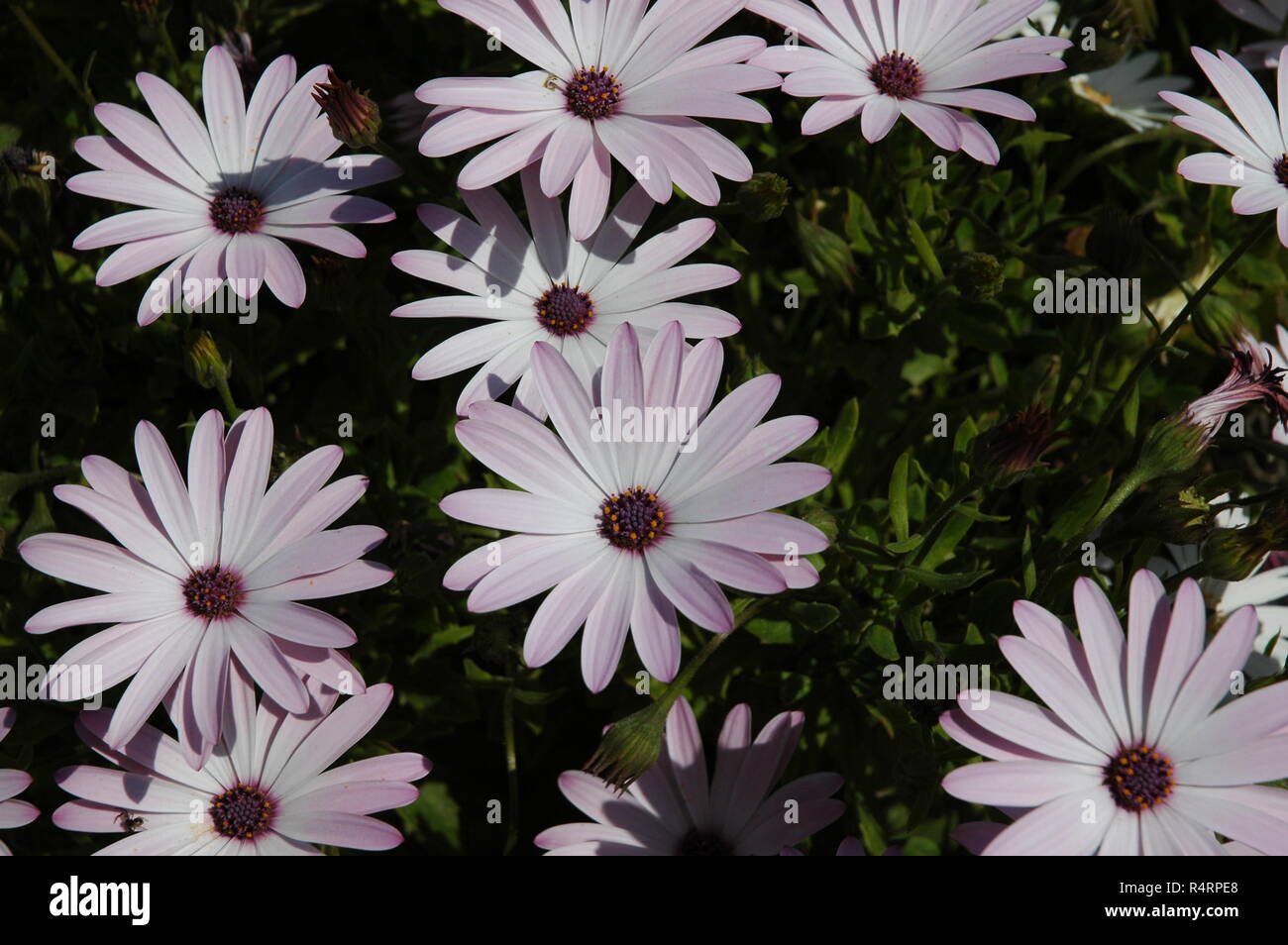 Magarite hi-res stock photography and images - Alamy