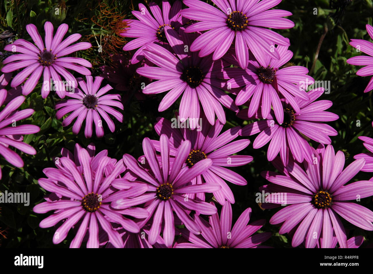 Magarite hi-res stock photography and images - Alamy