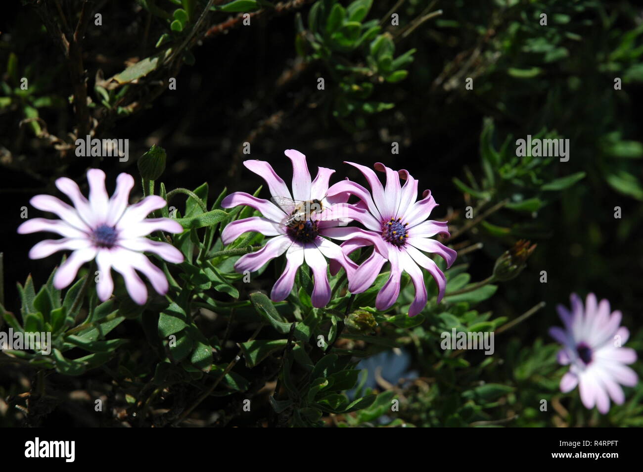 Magarite hi-res stock photography and images - Alamy