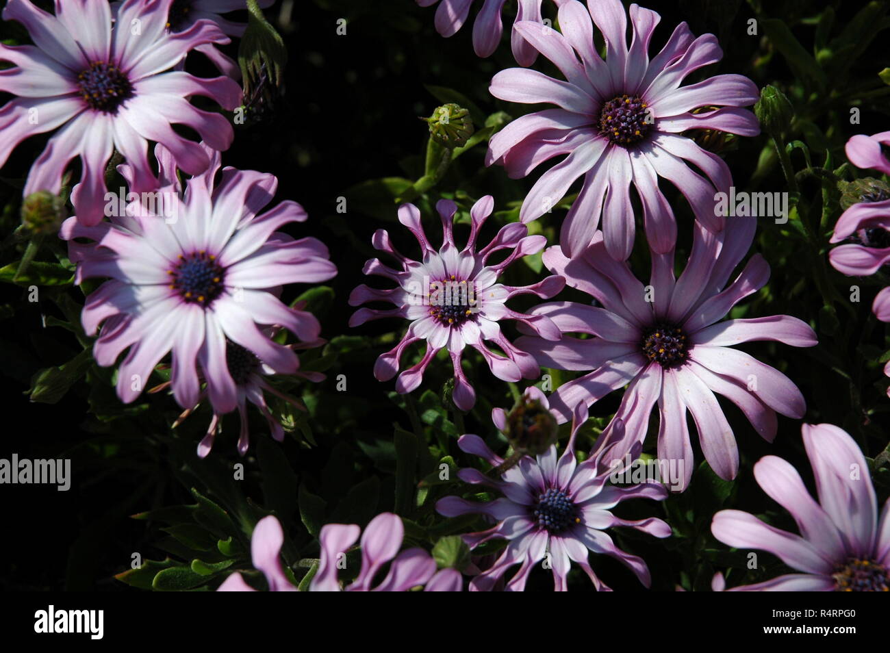 Magariten hi-res stock photography and images - Alamy