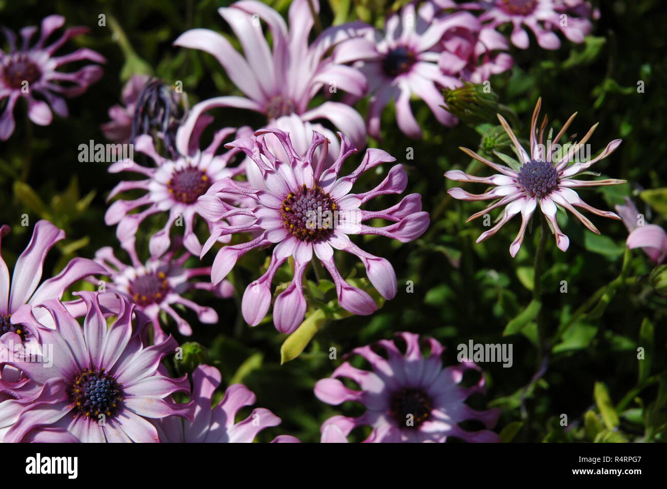 Magariten hi-res stock photography and images - Alamy