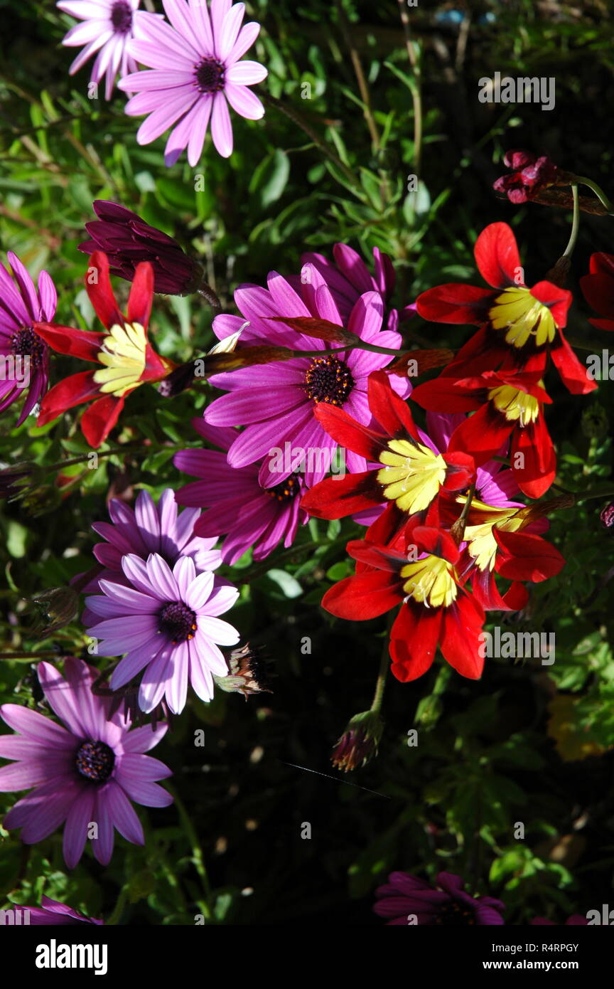 Magariten hi-res stock photography and images - Alamy