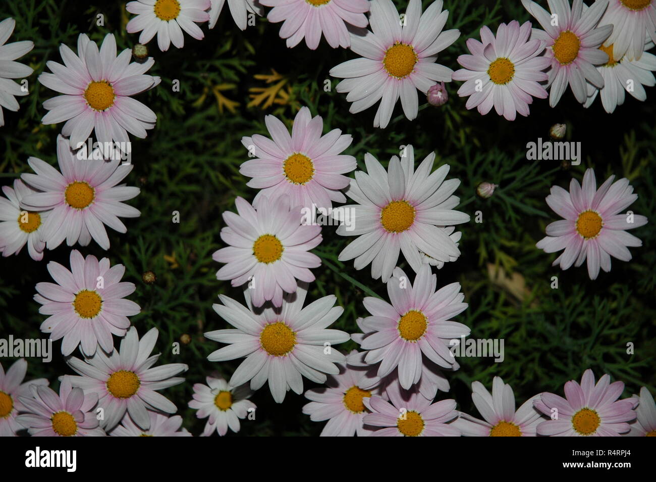 Magarite hi-res stock photography and images - Alamy