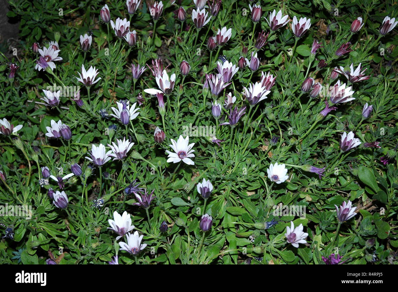 Magarite hi-res stock photography and images - Alamy