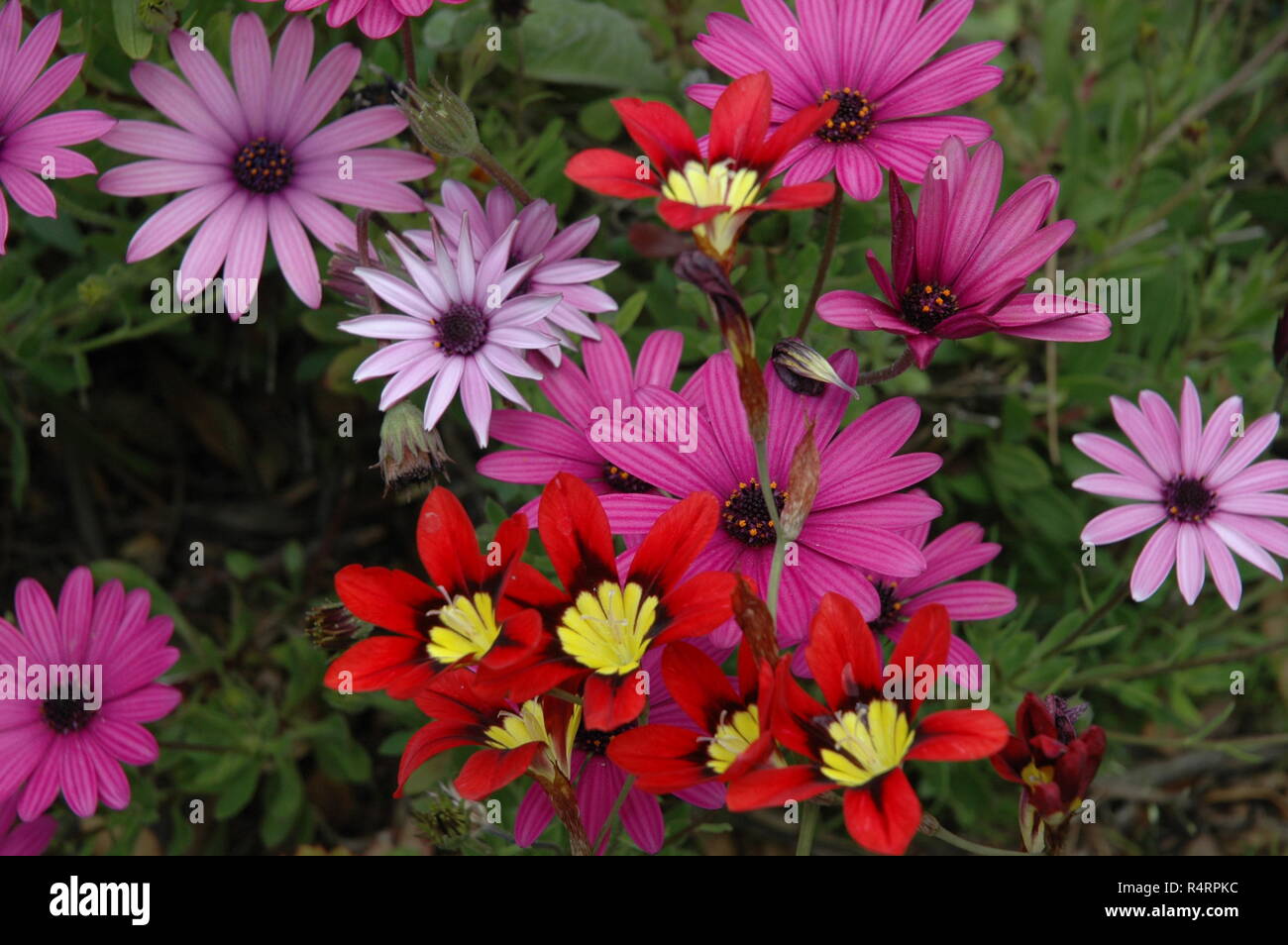 Magarite hi-res stock photography and images - Alamy