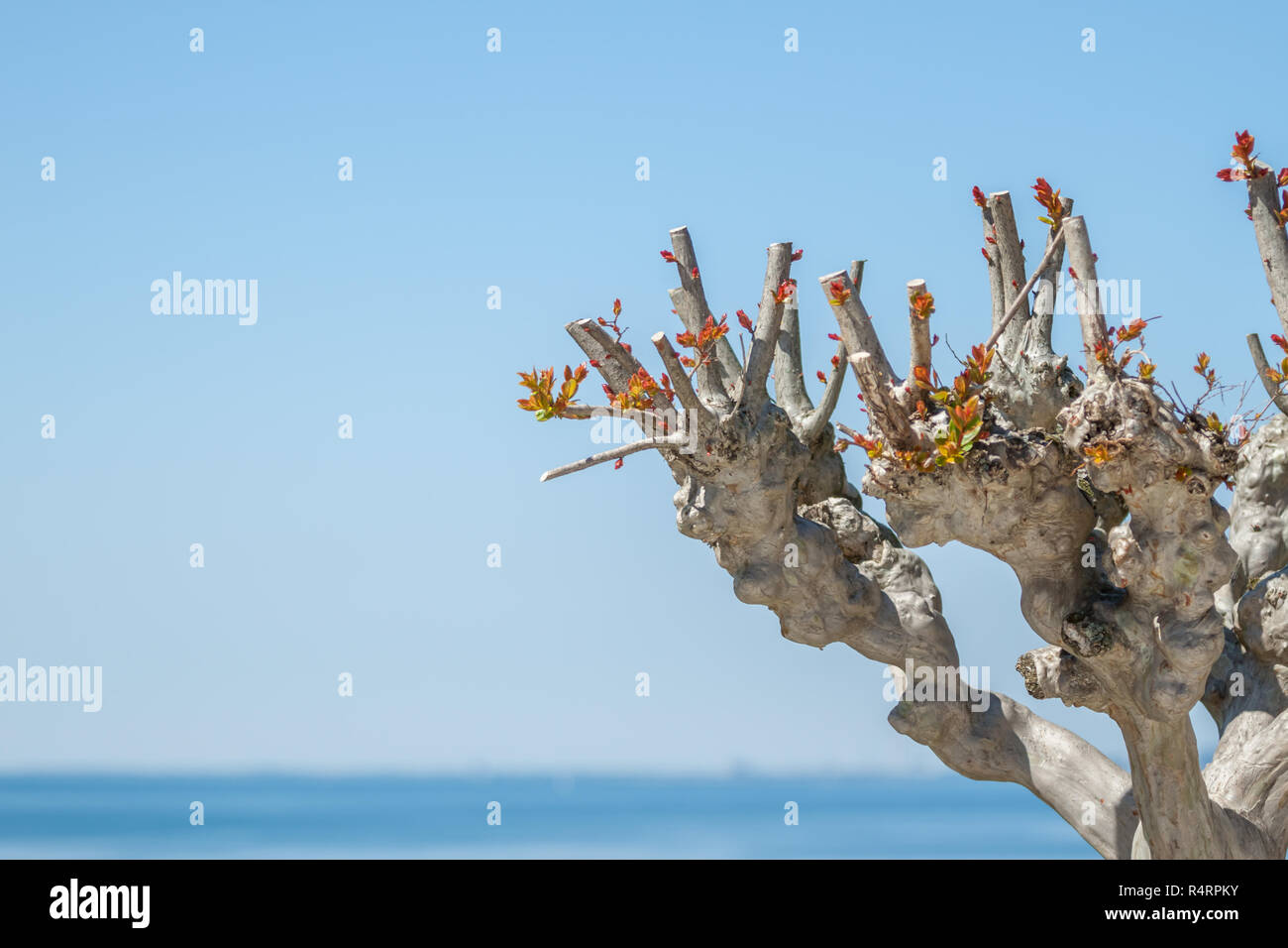Jumping Off Tree Branch High Resolution Stock Photography and Images ...