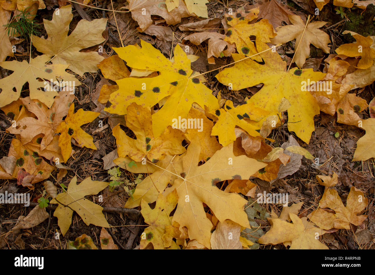 Large Copy Space With Yellow Leaves Of Big Maple Tree Acer