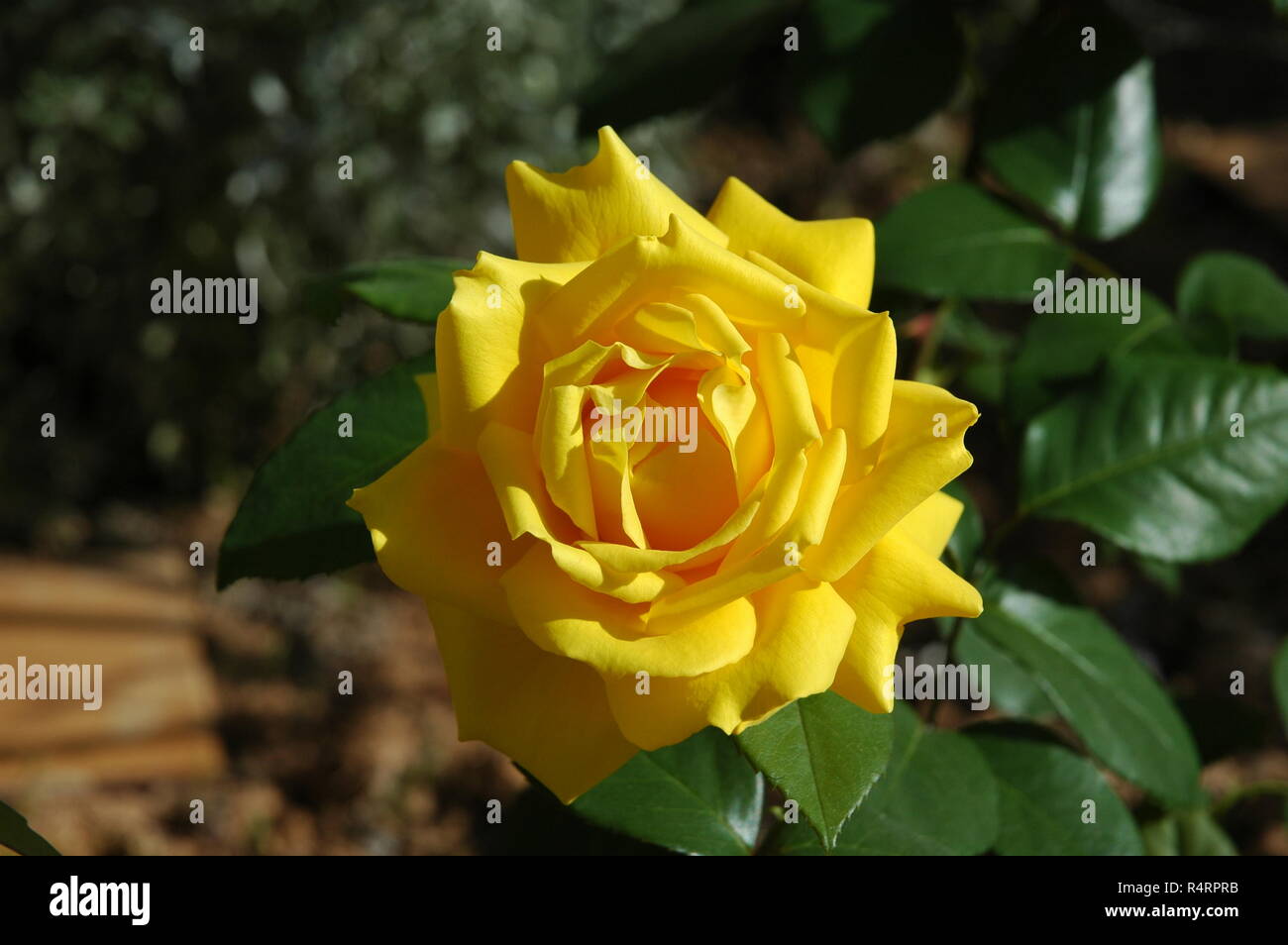 rose petals in spain Stock Photo - Alamy