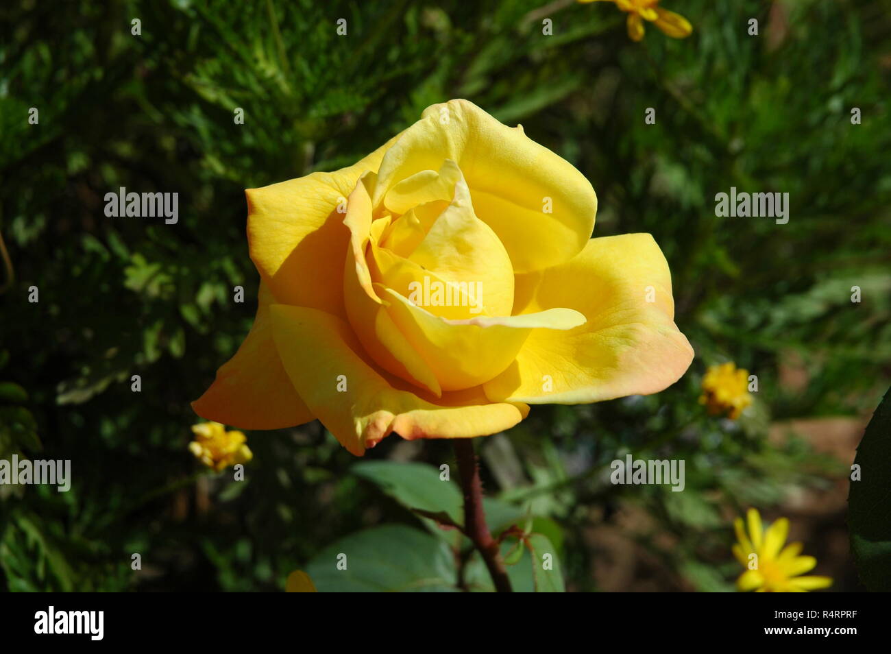 rose petals in spain Stock Photo - Alamy