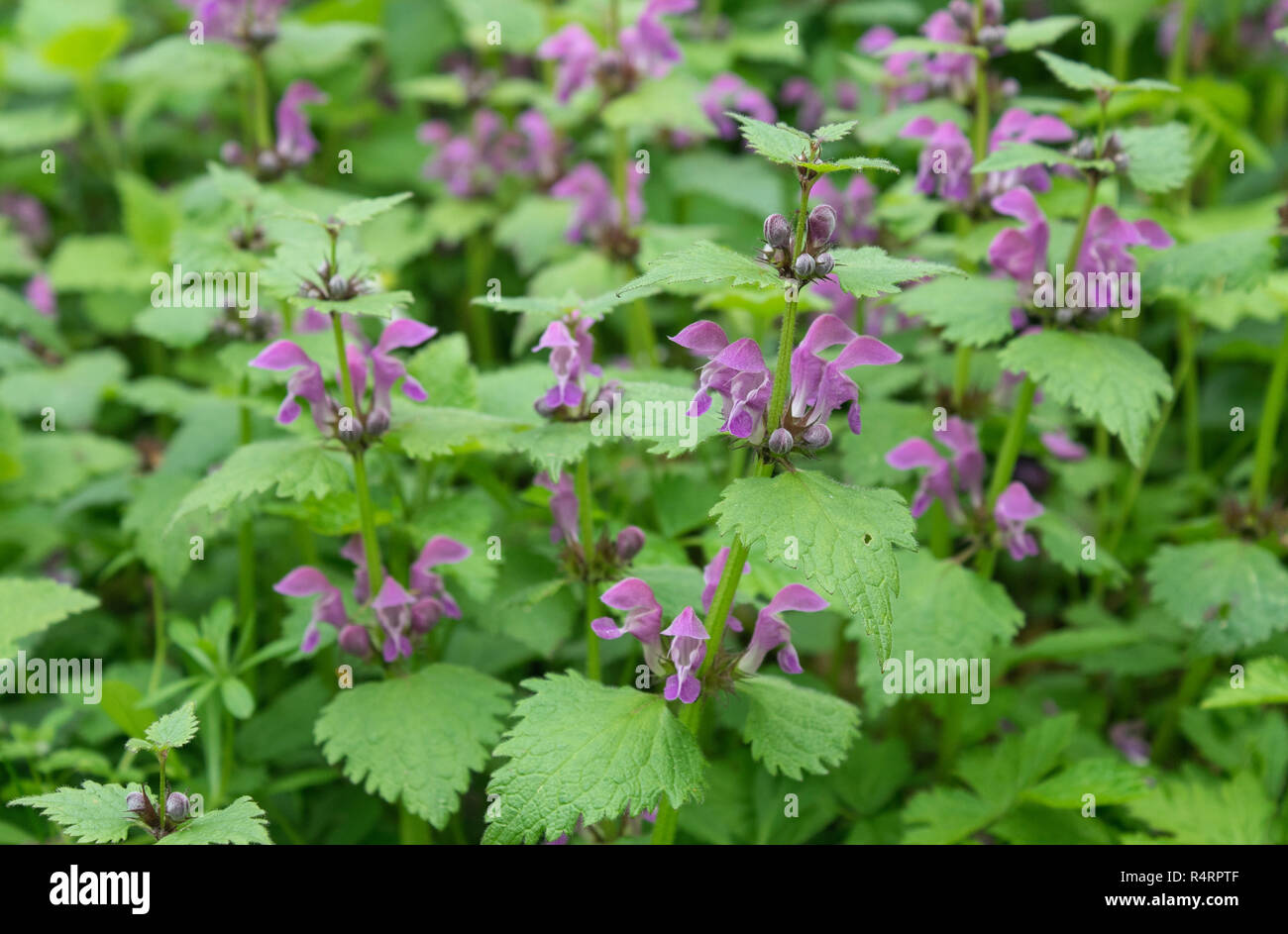 Dead nettle family hi-res stock photography and images - Alamy