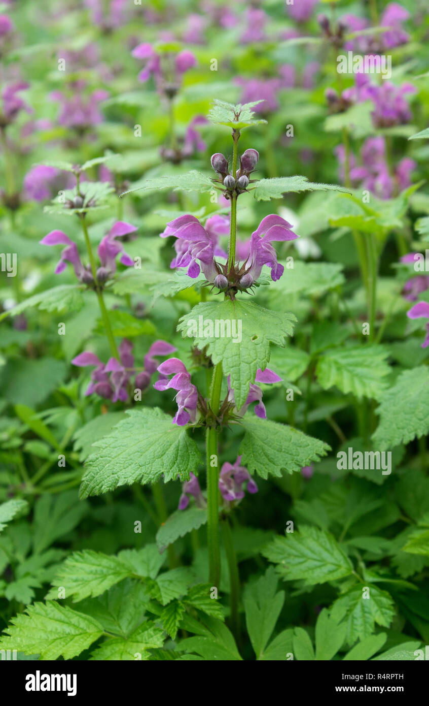 Red dead nettles hi-res stock photography and images - Alamy