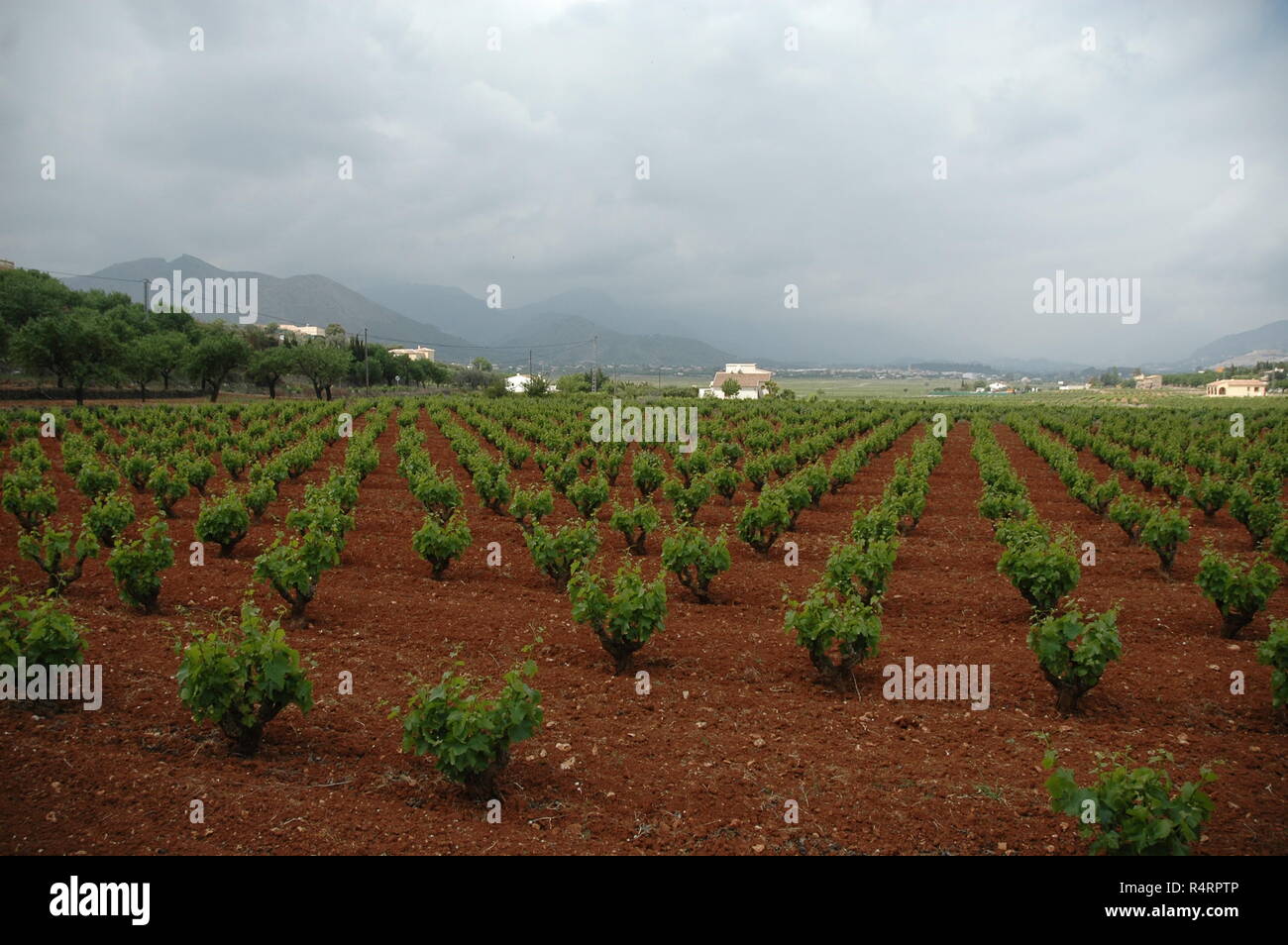 wine field in spain Stock Photo - Alamy