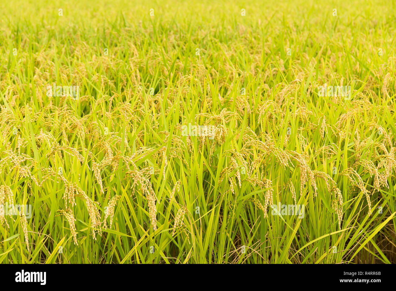 Green rice field in farm Stock Photo - Alamy